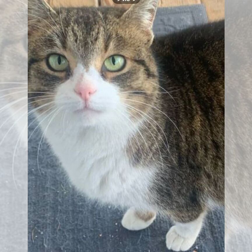 Взрослая, кошка в добрые руки