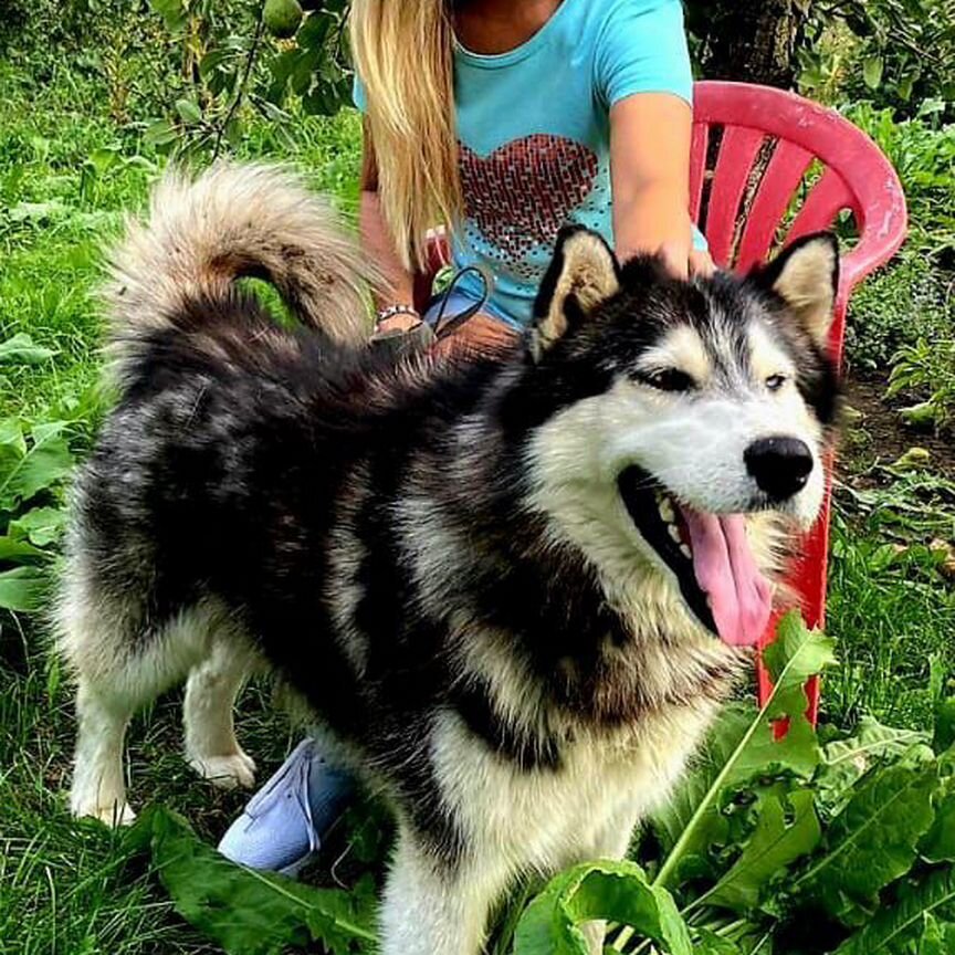 Маламут Грей