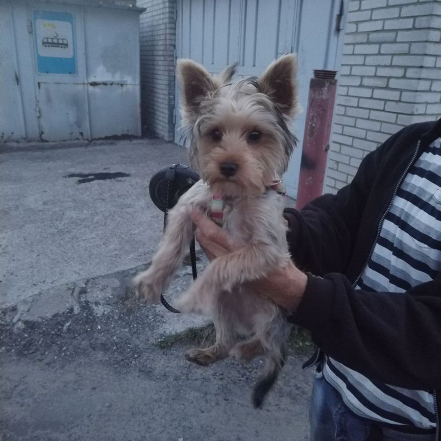 Йоркширский терьер