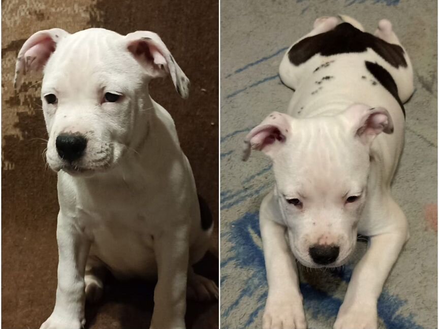 Щенки амстаффа