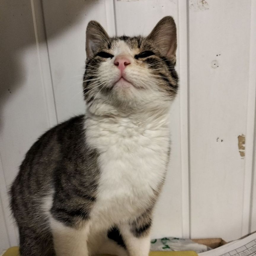 Котенок бесплатно