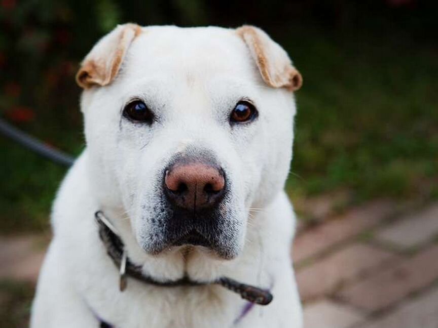 Собака шарпей Аля