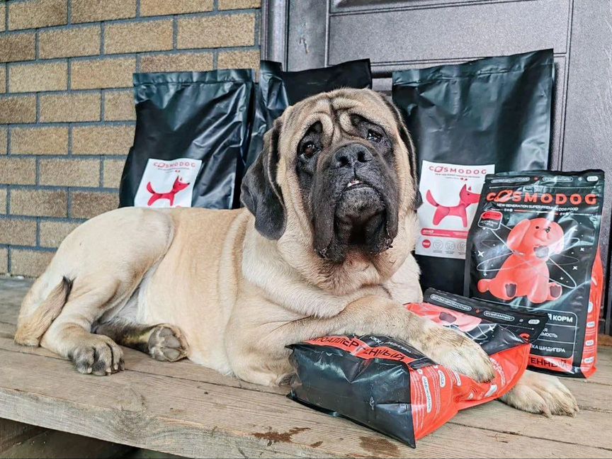 Сухой корм для собак холистик от производителя