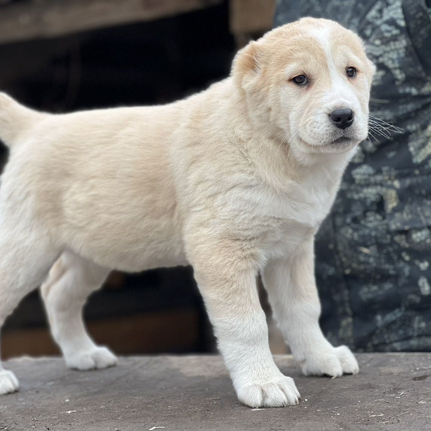 Девочка алабаечка из питомника Аз марал