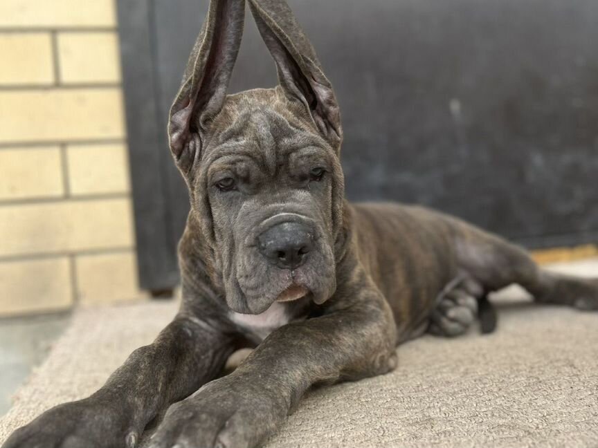 Кане корсо шоу класс