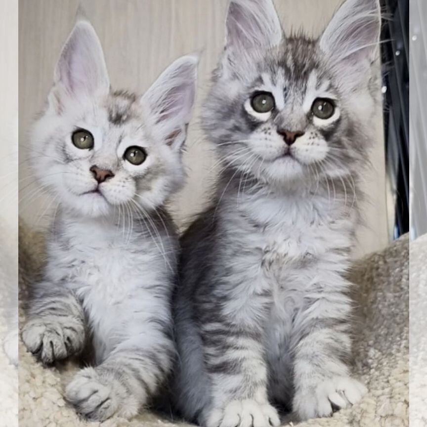 Мейн-кун котёнок