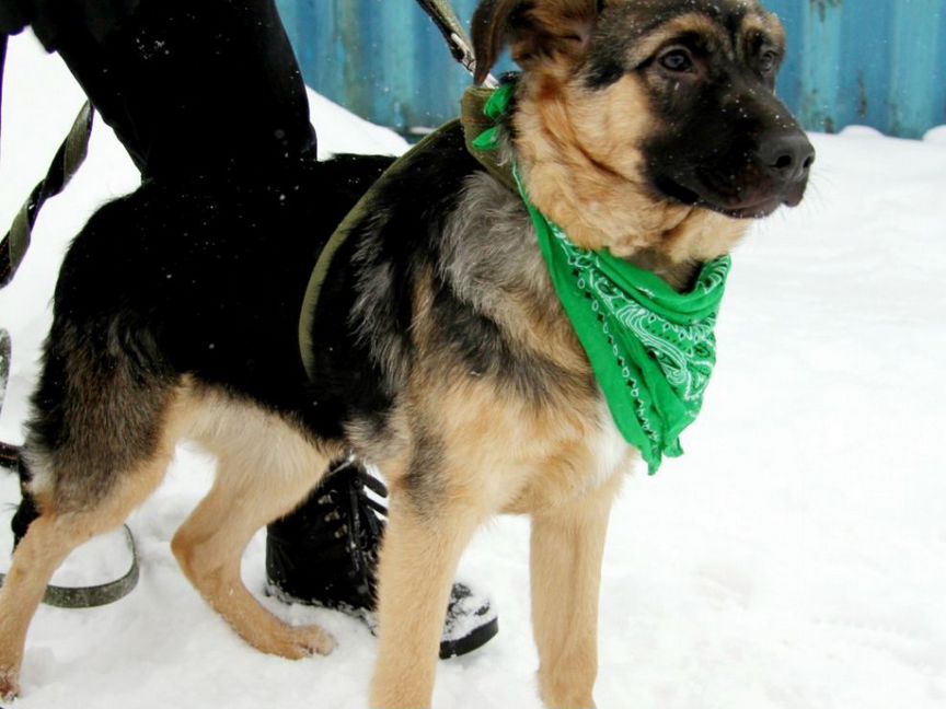 Щенок Бисер ищет дом