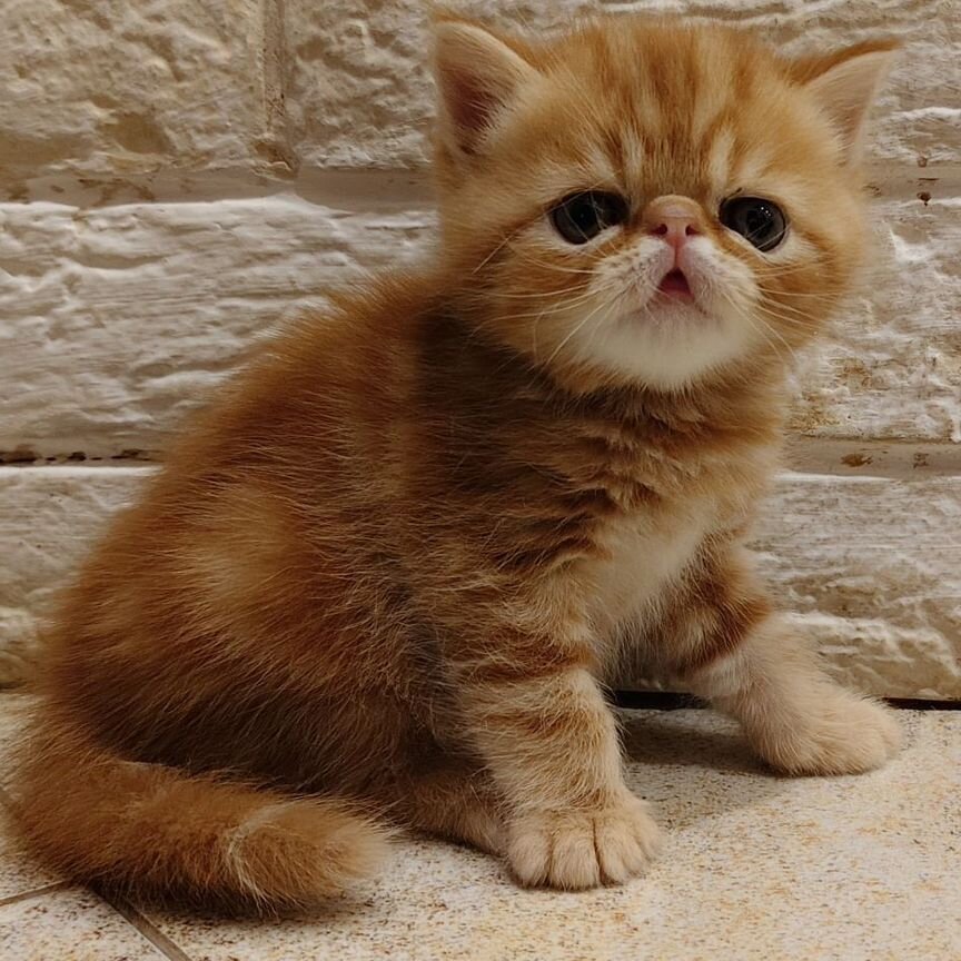 Экзотический короткошёрстный котёнок
