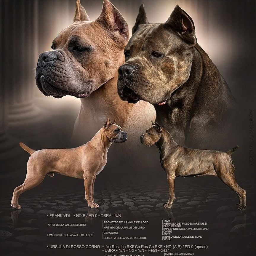 Эксклюзивные щенки Кане корсо