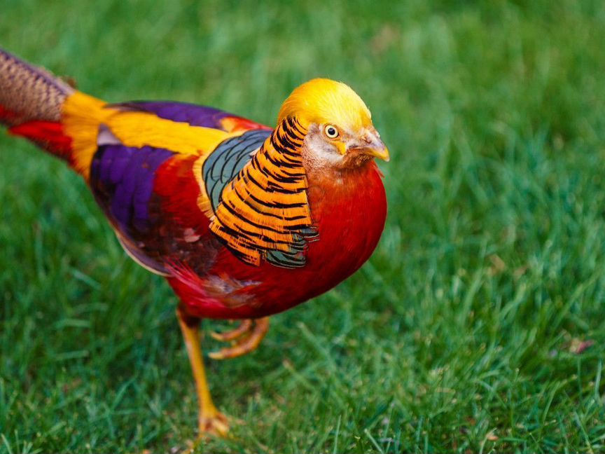 Лимонный фазан