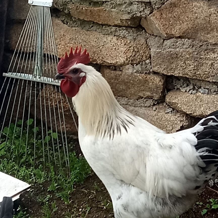 Петух лакенданзи