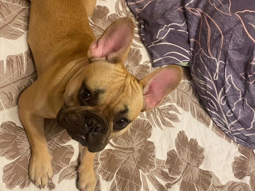 Французский бульдог