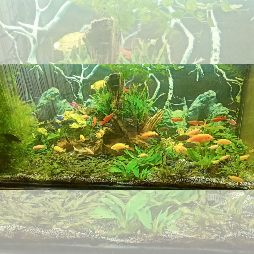 Африканские цихлиды