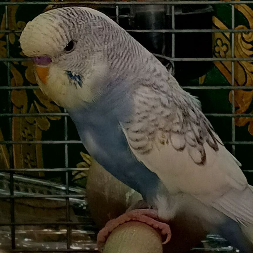 Попугай чех