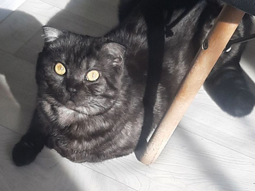 Шотландский котик