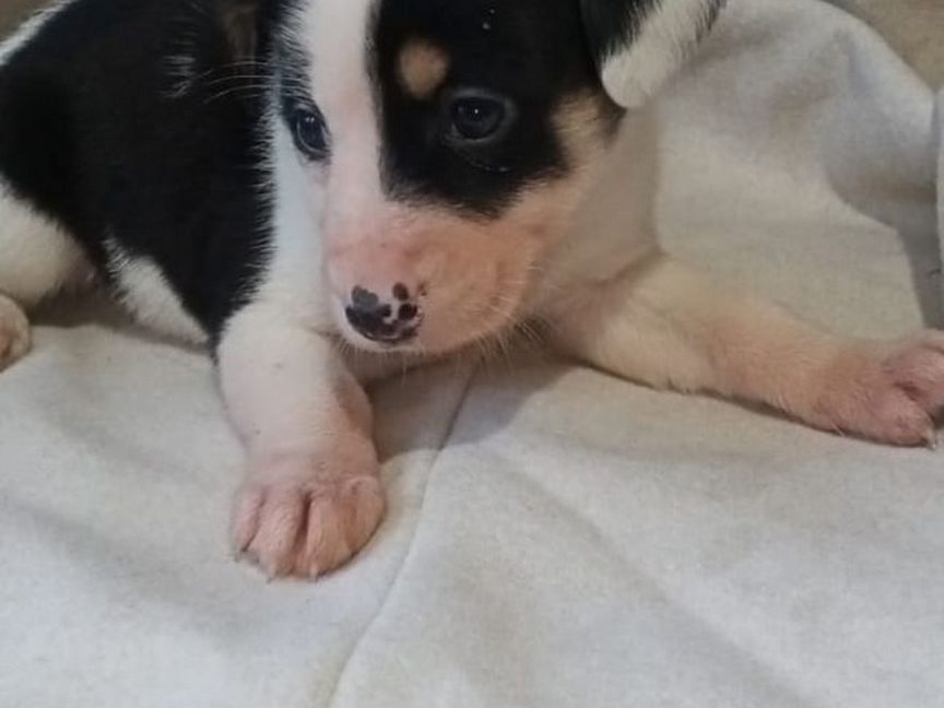 Собака в добрые руки отдам бесплатно