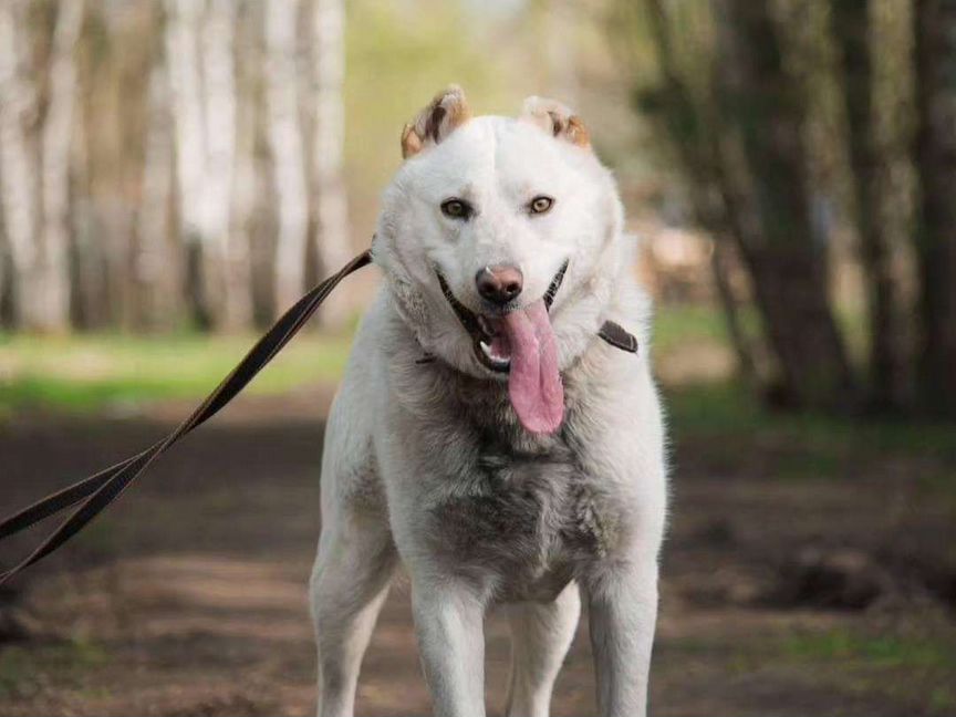 Собака в добрые руки