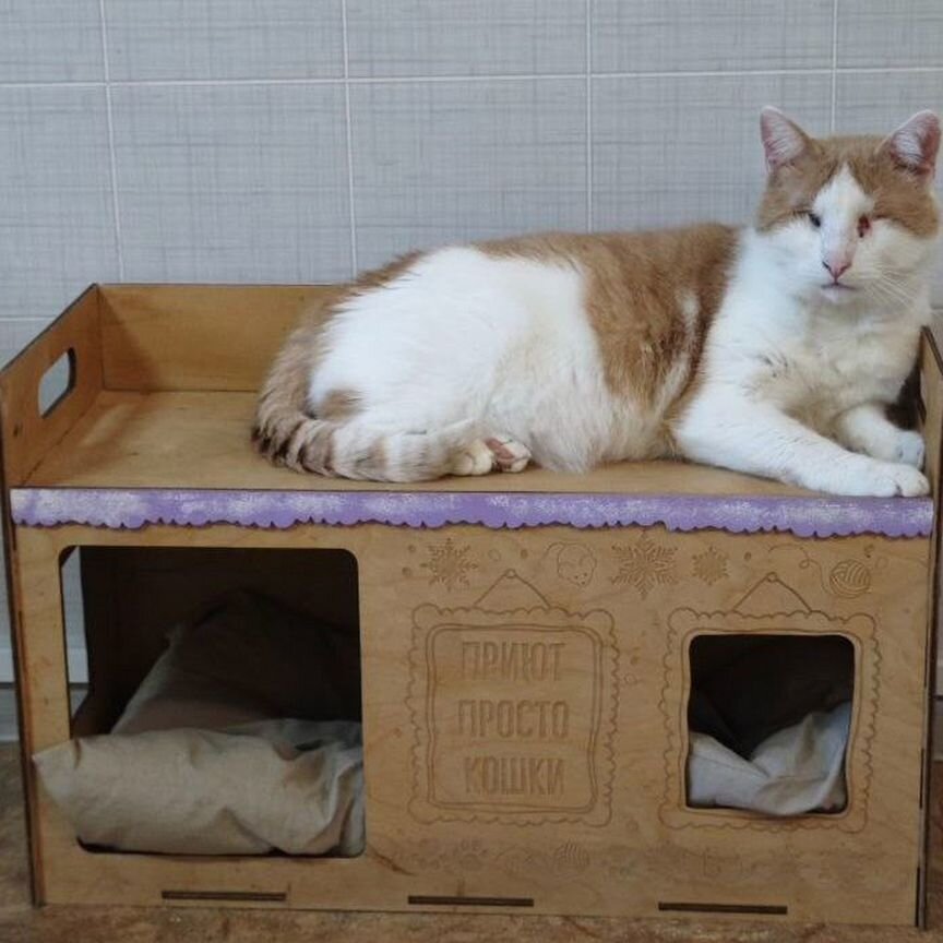 Особенный котик ищет дом