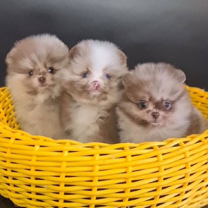 Померанский шпиц, щенок