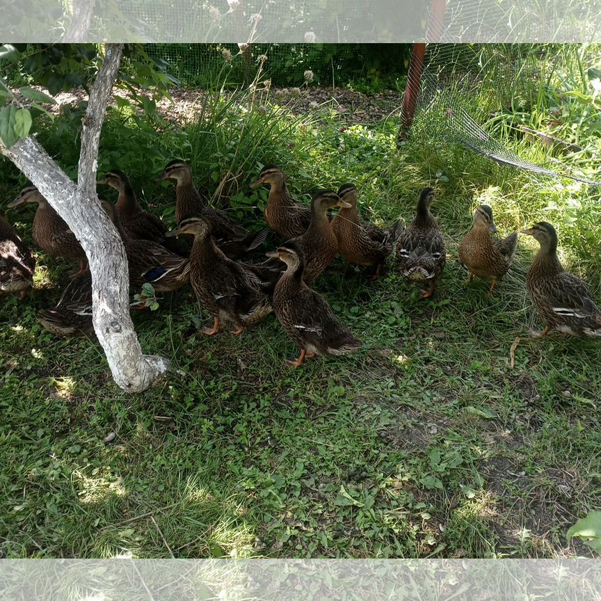 Утки дикие подсадные