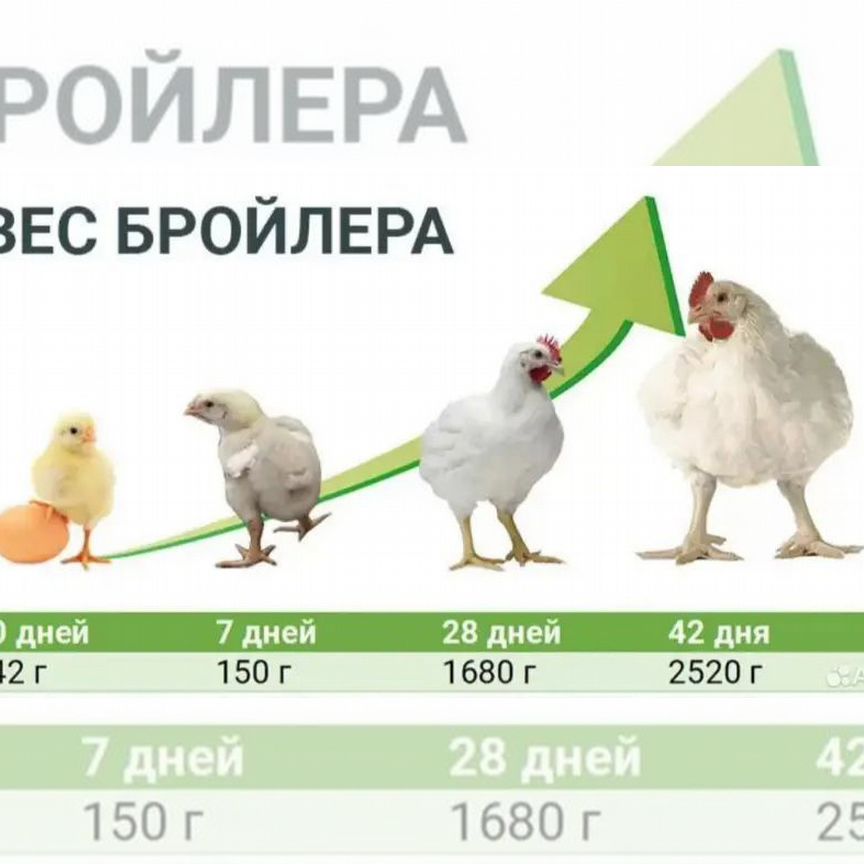 Бройлеры