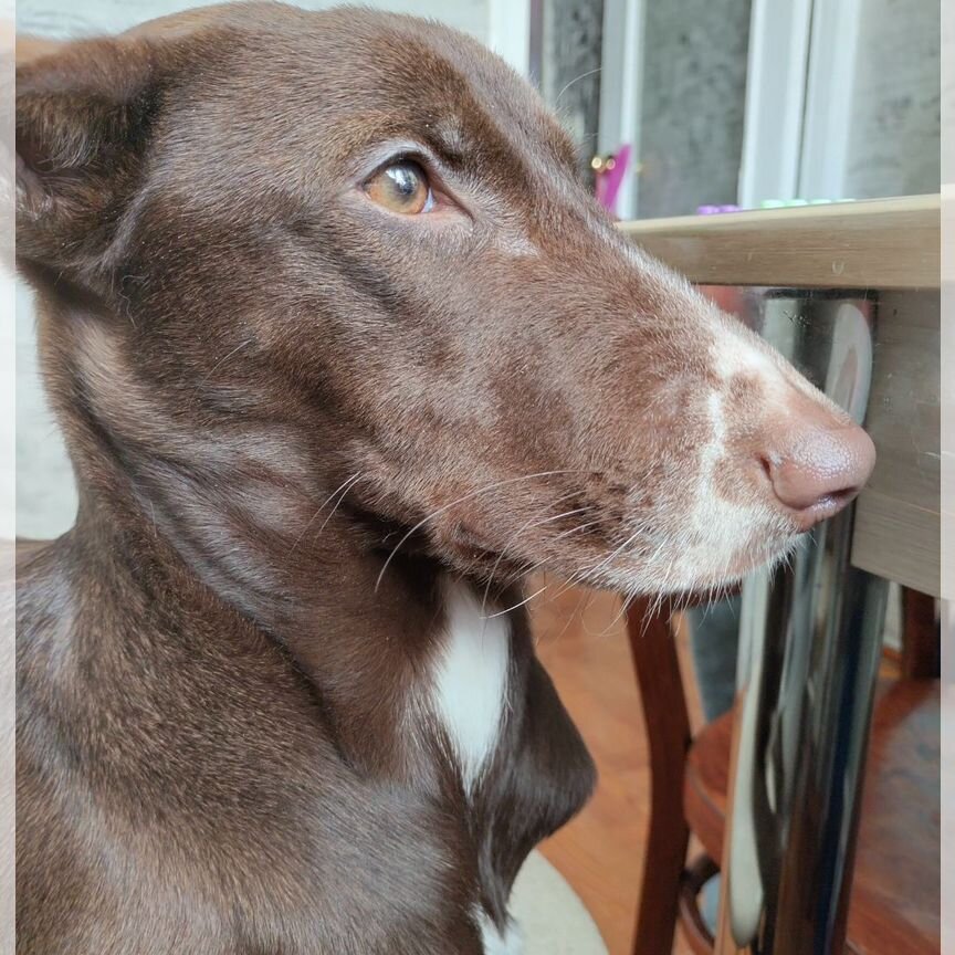 Приблудилась собака, у себя оставить не можем