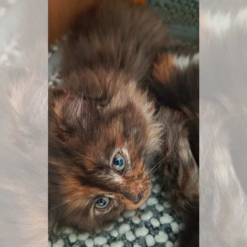 Трехшерстные котята