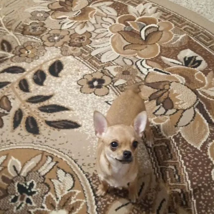 Чихуахуа, щенок