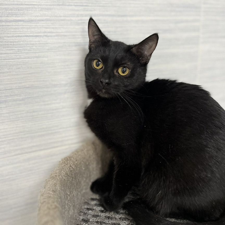 Грациозная Багира