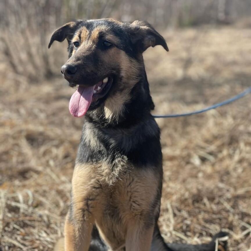 Айка в поисках дома