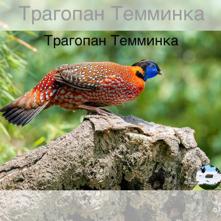 Фазан