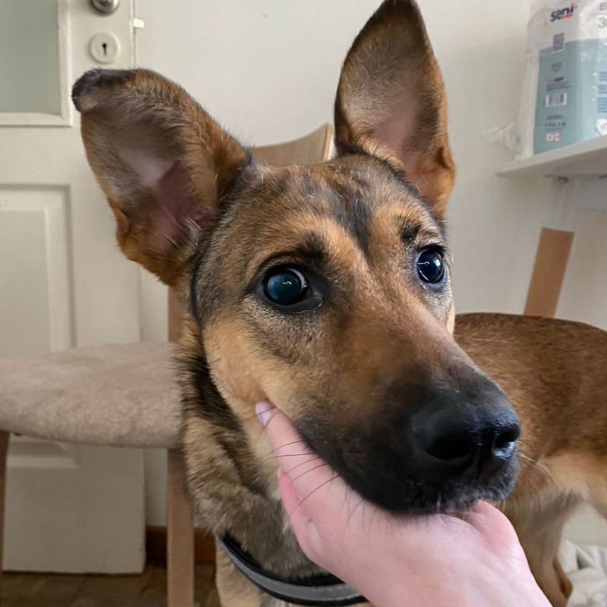 Особенная собака с улицы с тяжёлой судьбой