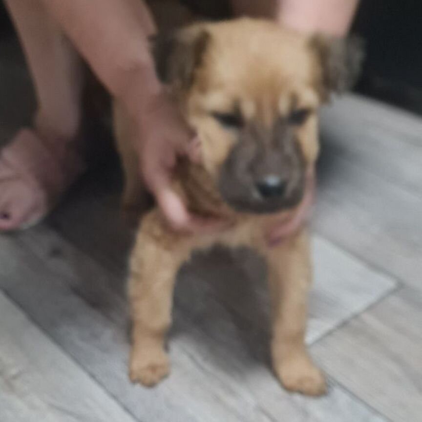 Шарпей, щенок