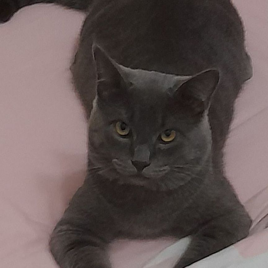 Котик в добрые руки