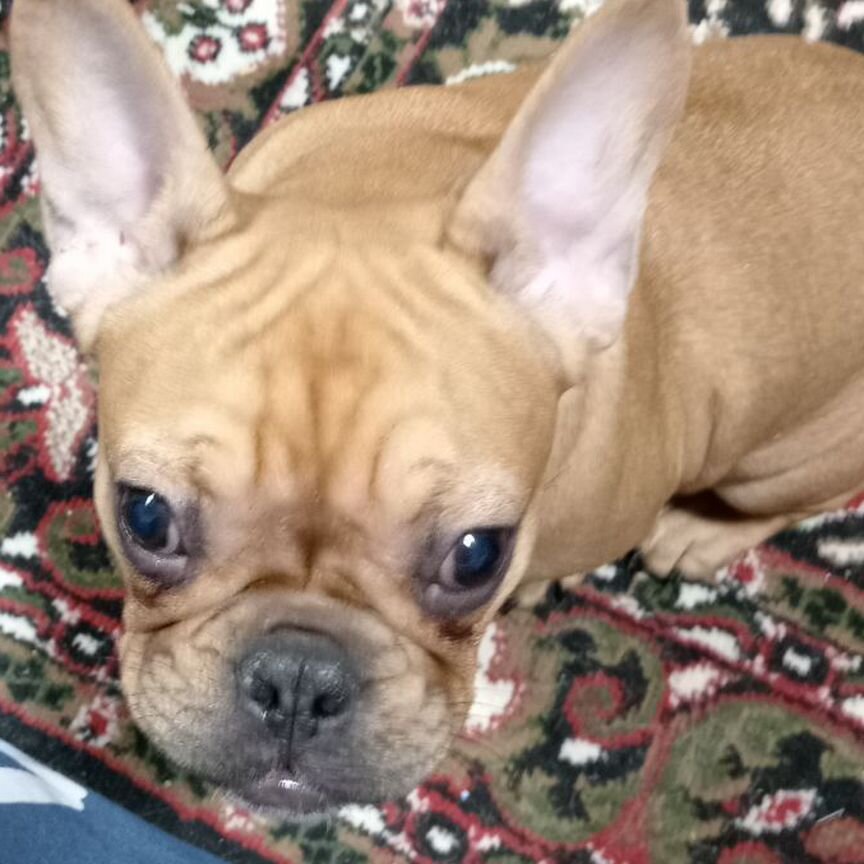 Французский бульдог, щенок