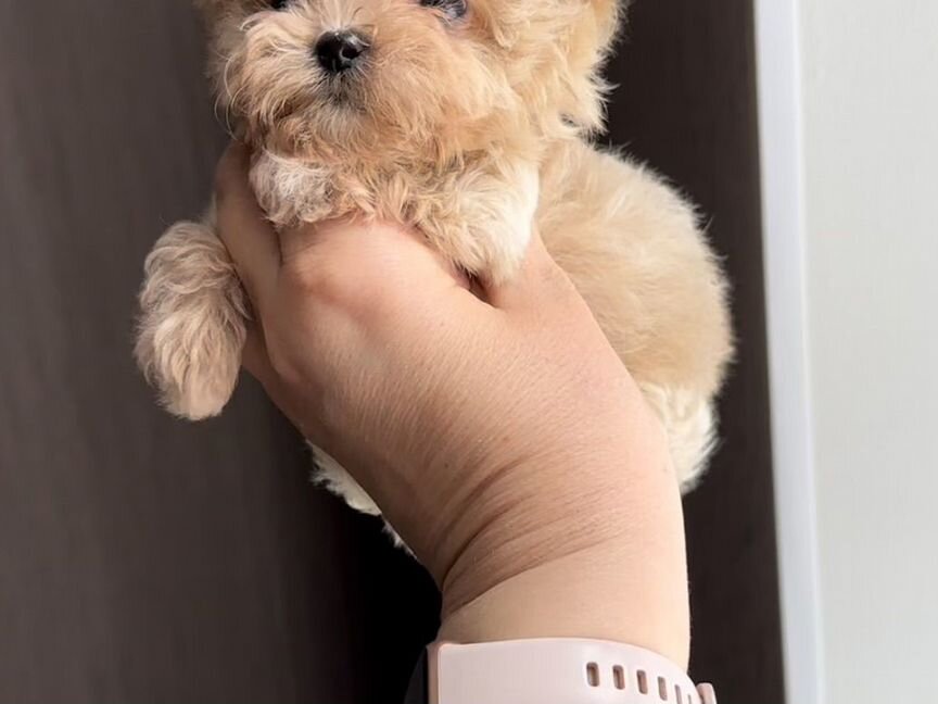 Кукольный мальчик мальтипу Корея