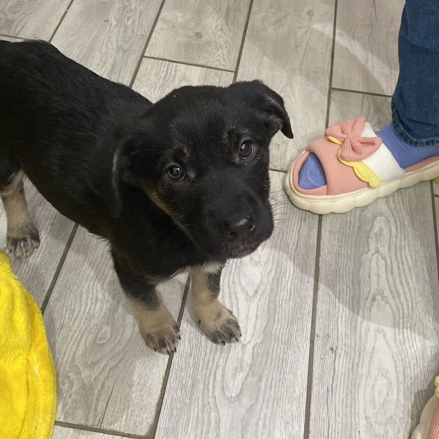 Отдам в добрые руки