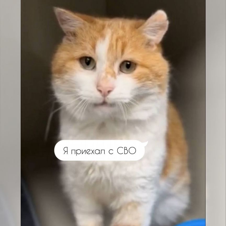 Взрослый кот в добрые руки