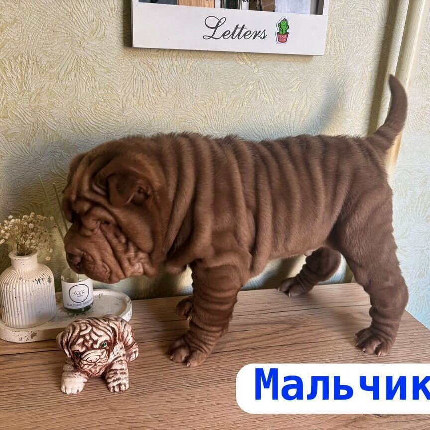 Щенки шарпей
