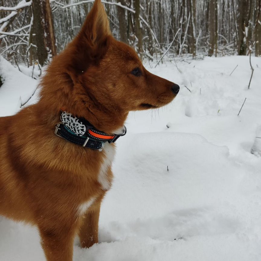 Кобель карельская лайка