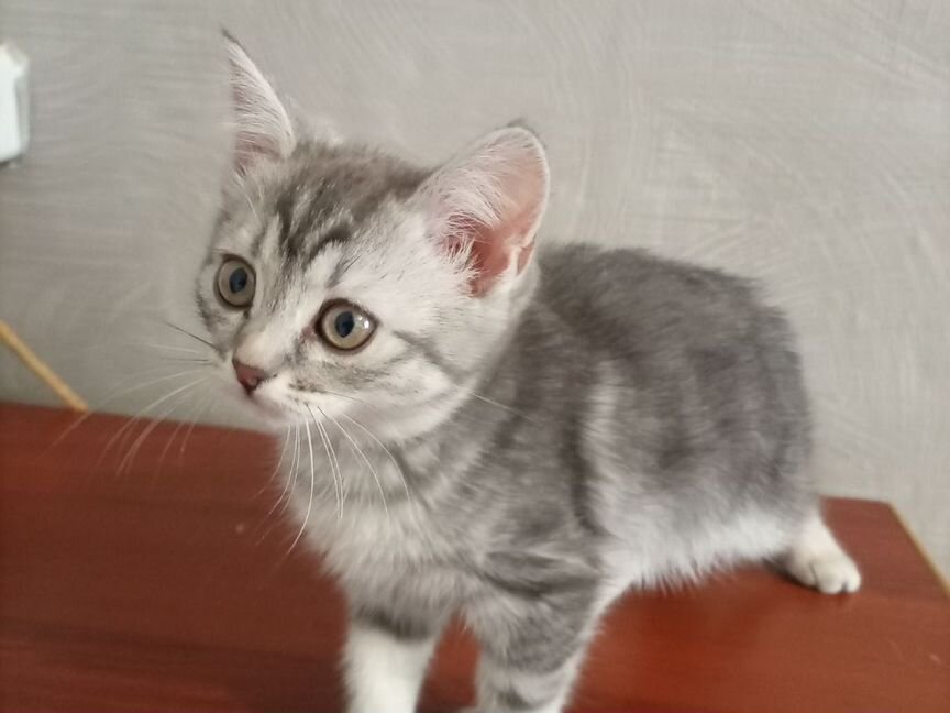 Сибирские котята