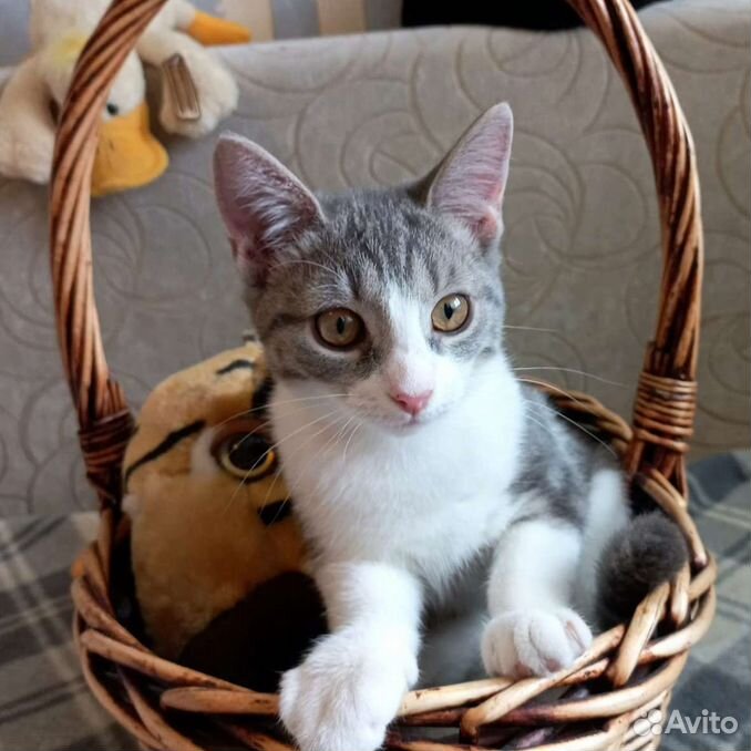 Чудо котенок ищет хорошие руки