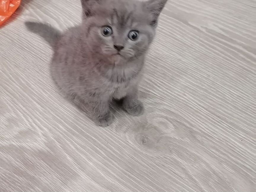 Шотландский мальчик котенок
