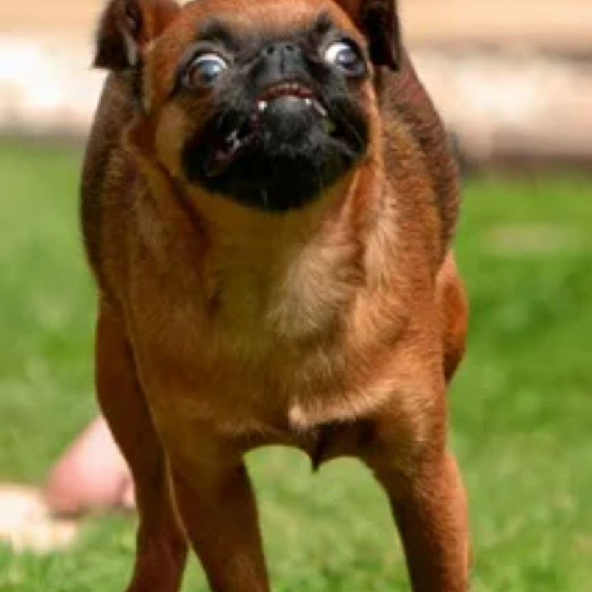 Собака Василина