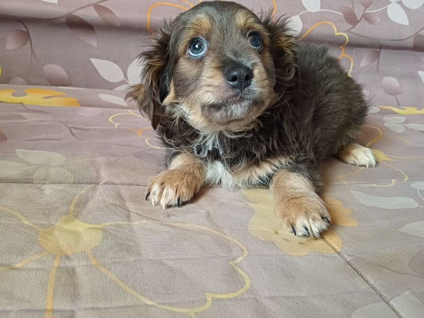 Болонка + той