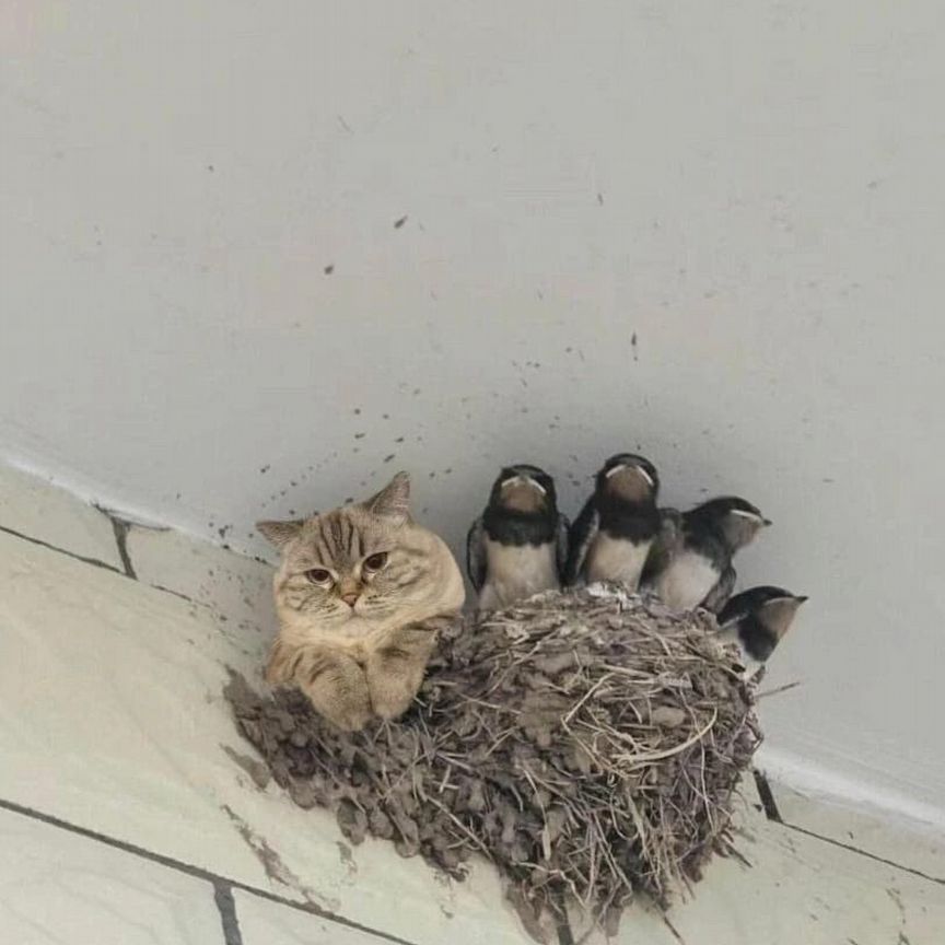 Котик в добрые руки