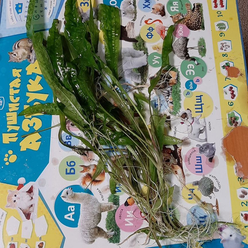 Прополка аквариума