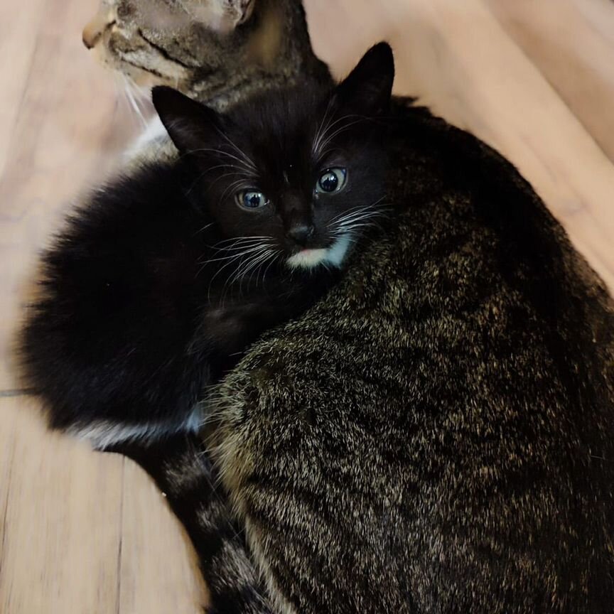 Котята