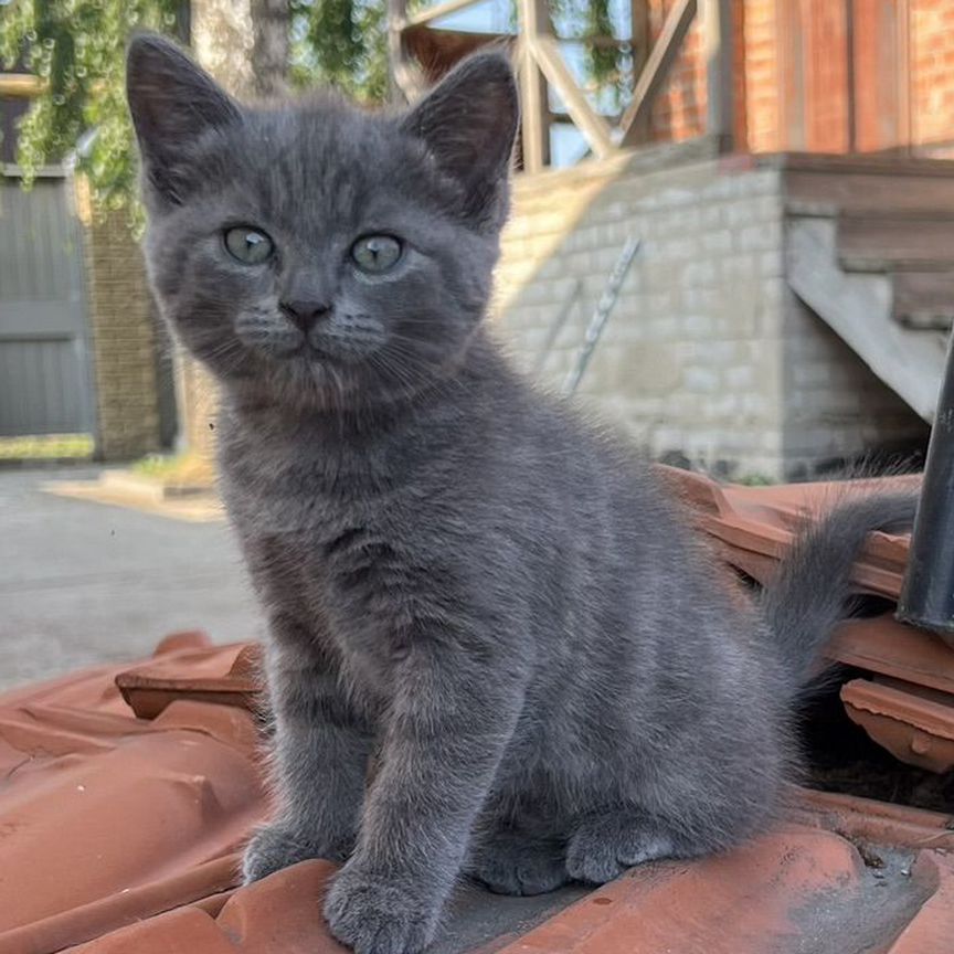Котята в добрые руки бесплатно
