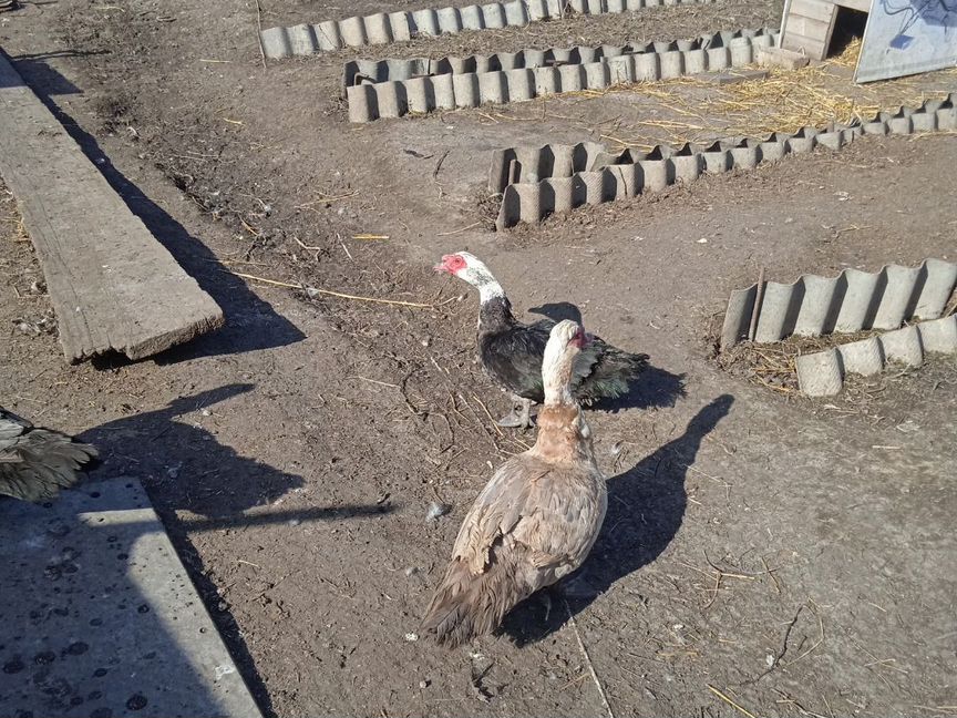 Селезень индоутки